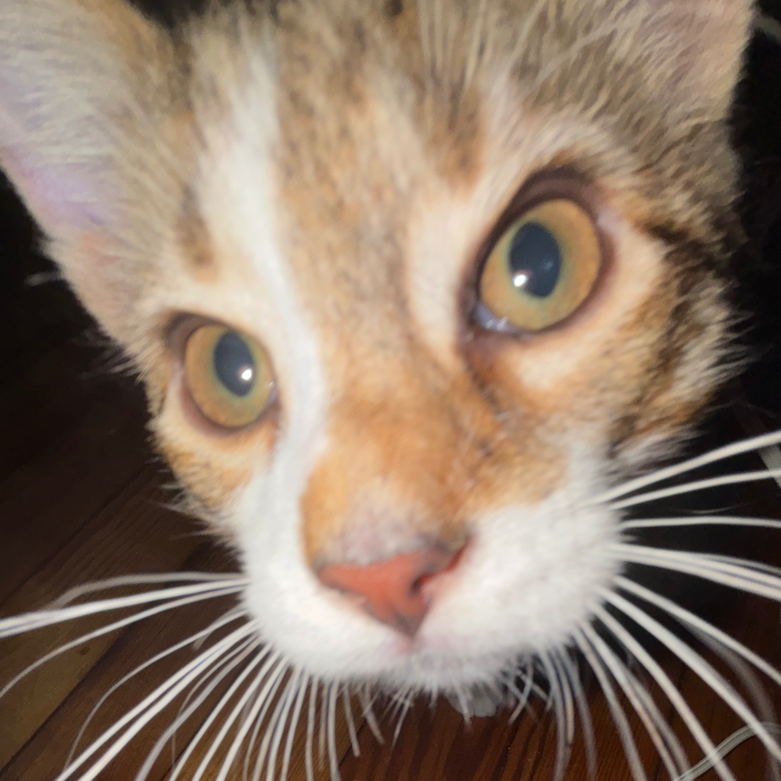 arabella | Casting Call Club