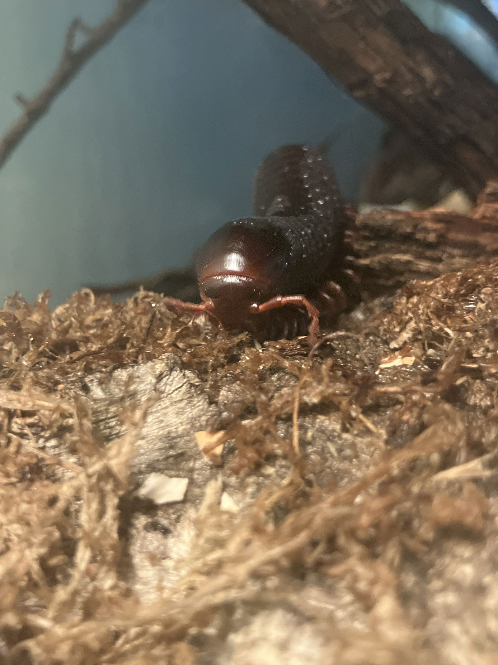 Cal | Casting Call Club