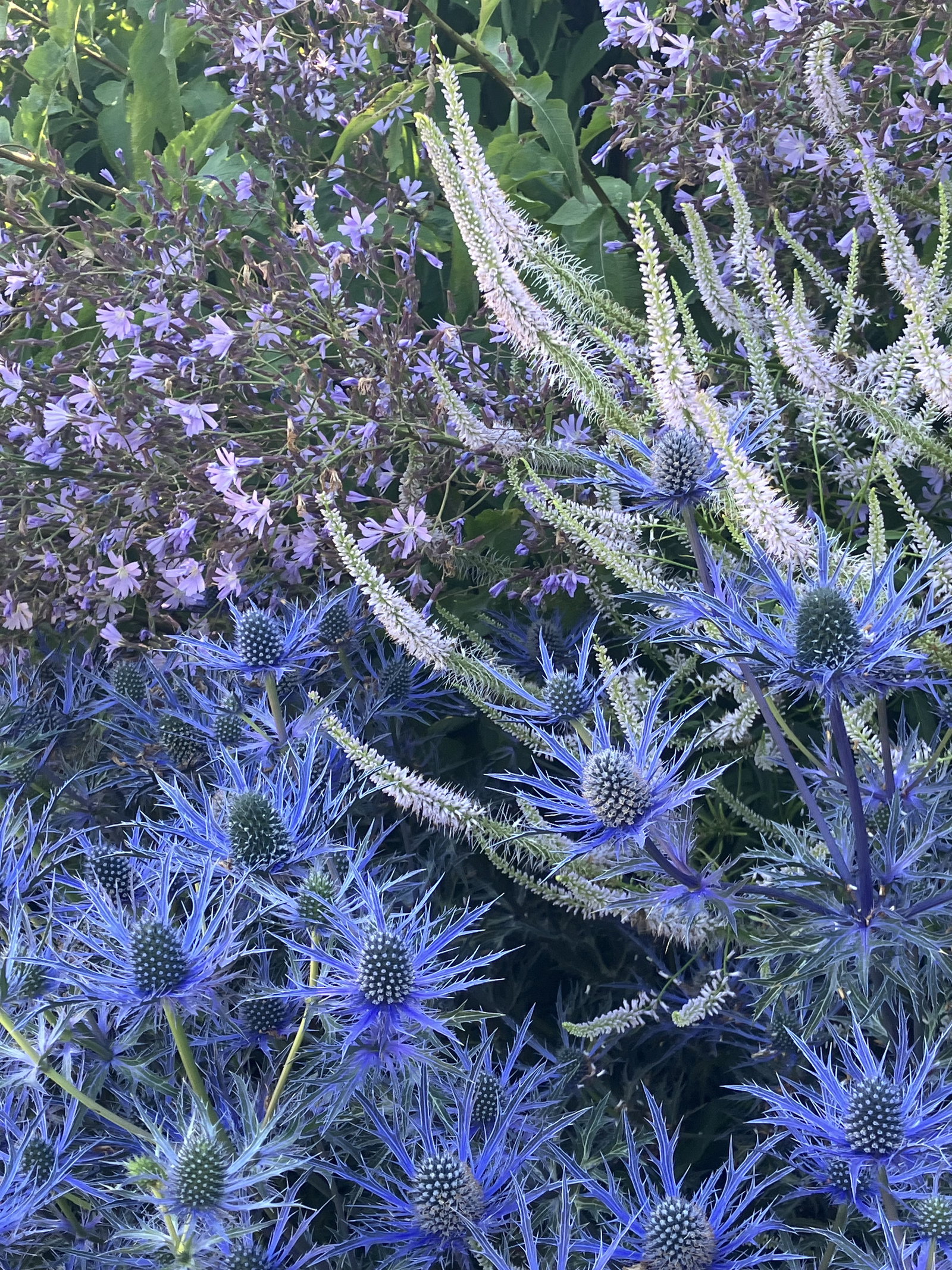 Amy | Casting Call Club