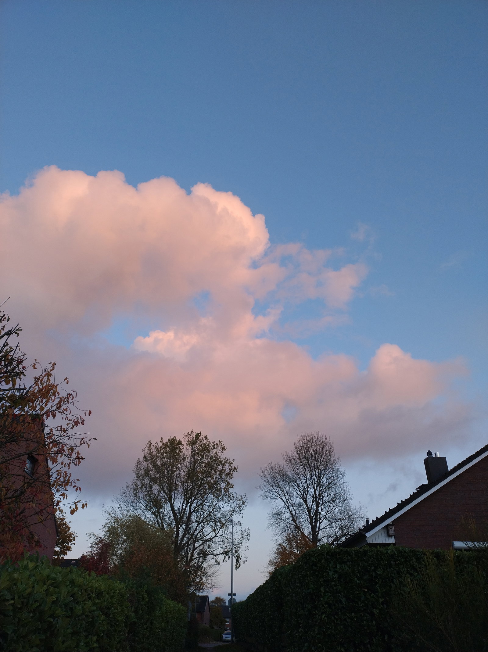 Rex | Casting Call Club